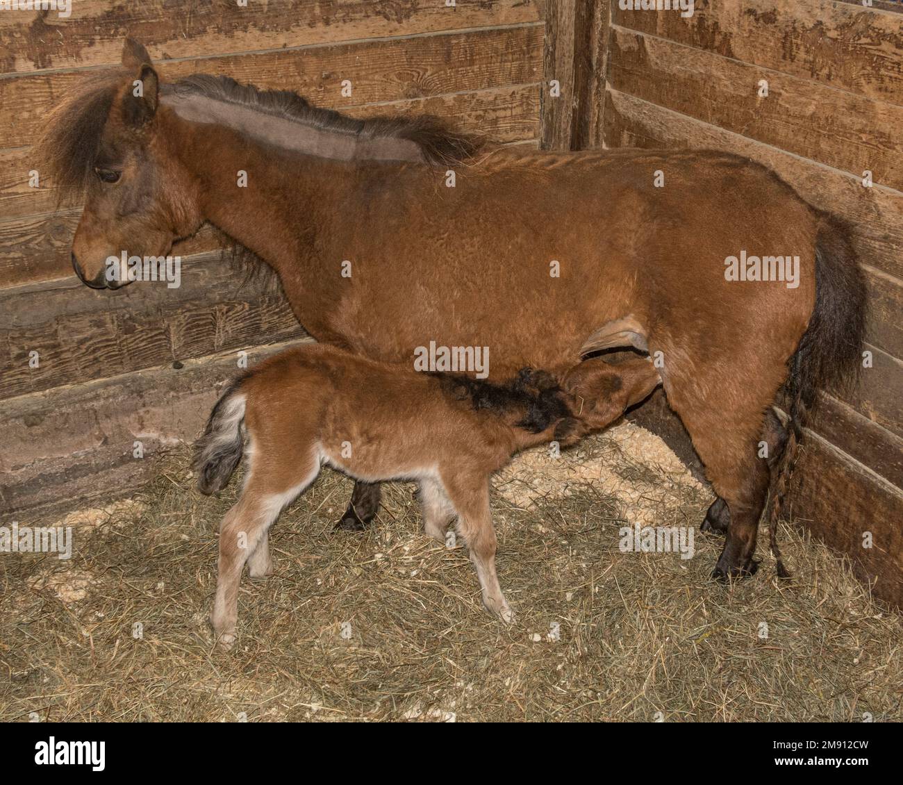 Mini cheval Banque de photographies et d’images à haute résolution - Alamy