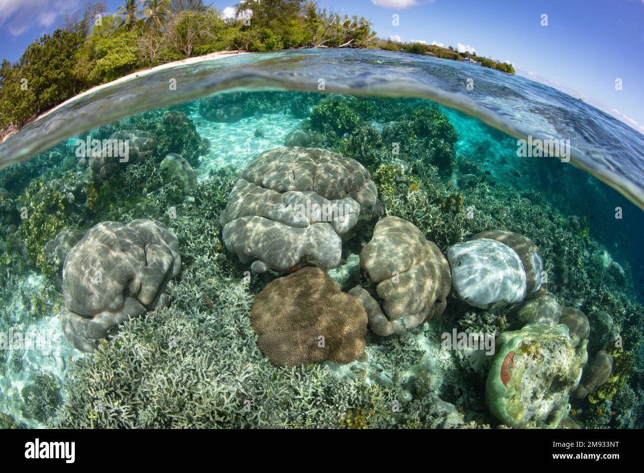 Un récif de corail composé d'une variété de coraux de construction de ...