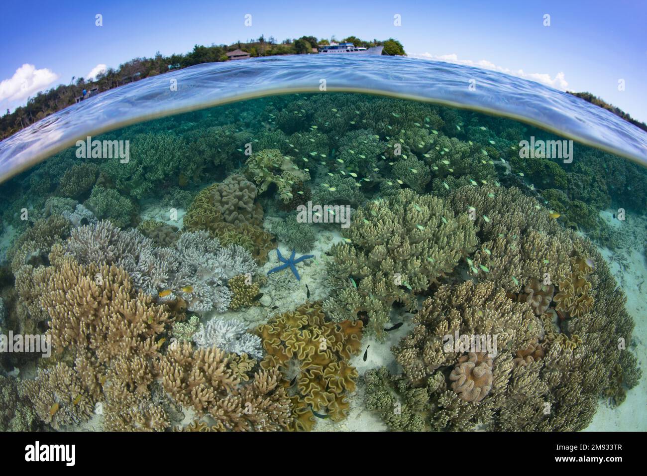 Un récif de corail composé d'une variété de coraux de construction de ...