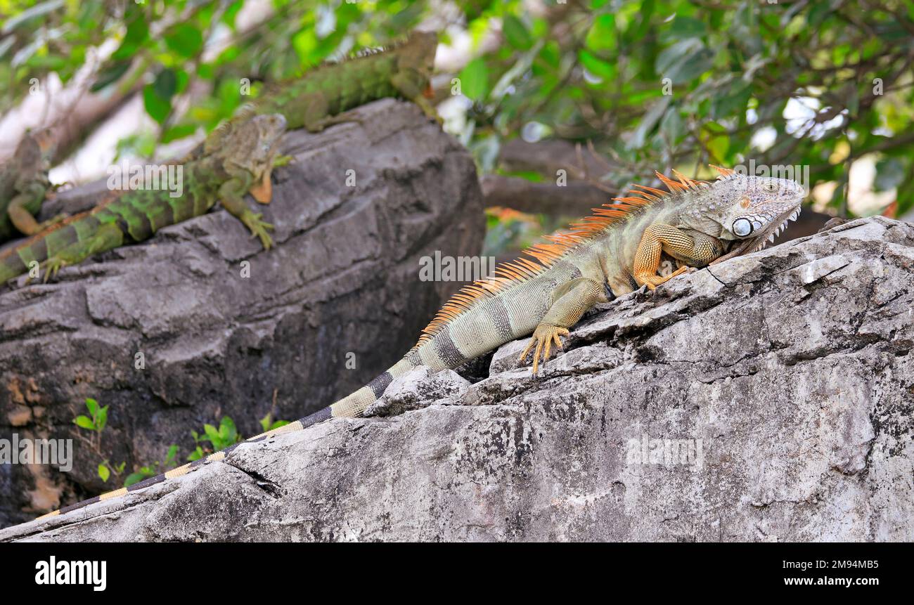 Iguane vert Banque de photographies et d’images à haute résolution - Alamy
