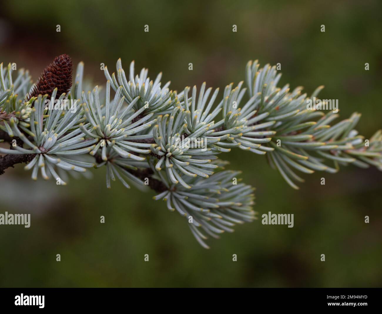 Gros plan des aiguilles et d'un cône de pin sur un cèdre bleu de l ...