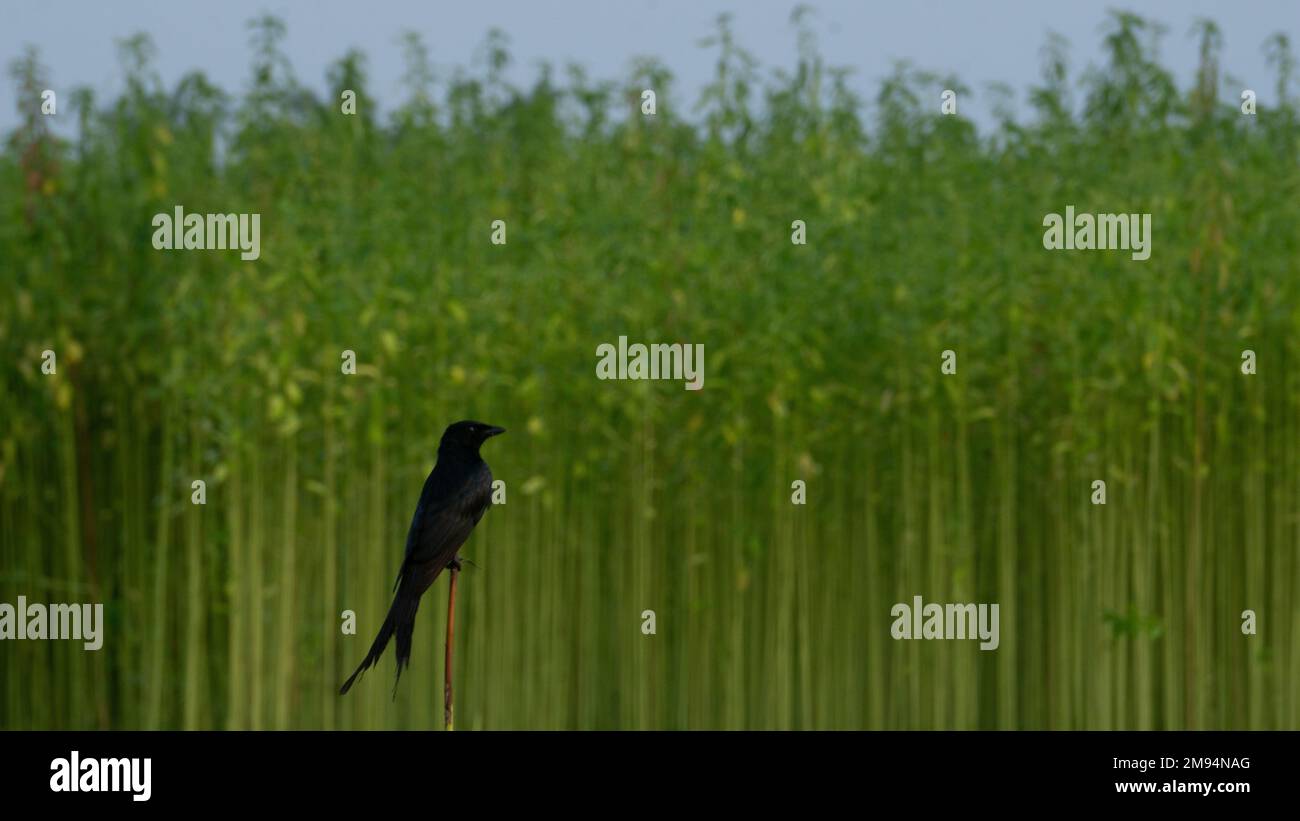 Le jute de champ vert est coupé et séché. Un oiseau est assis sur un ...