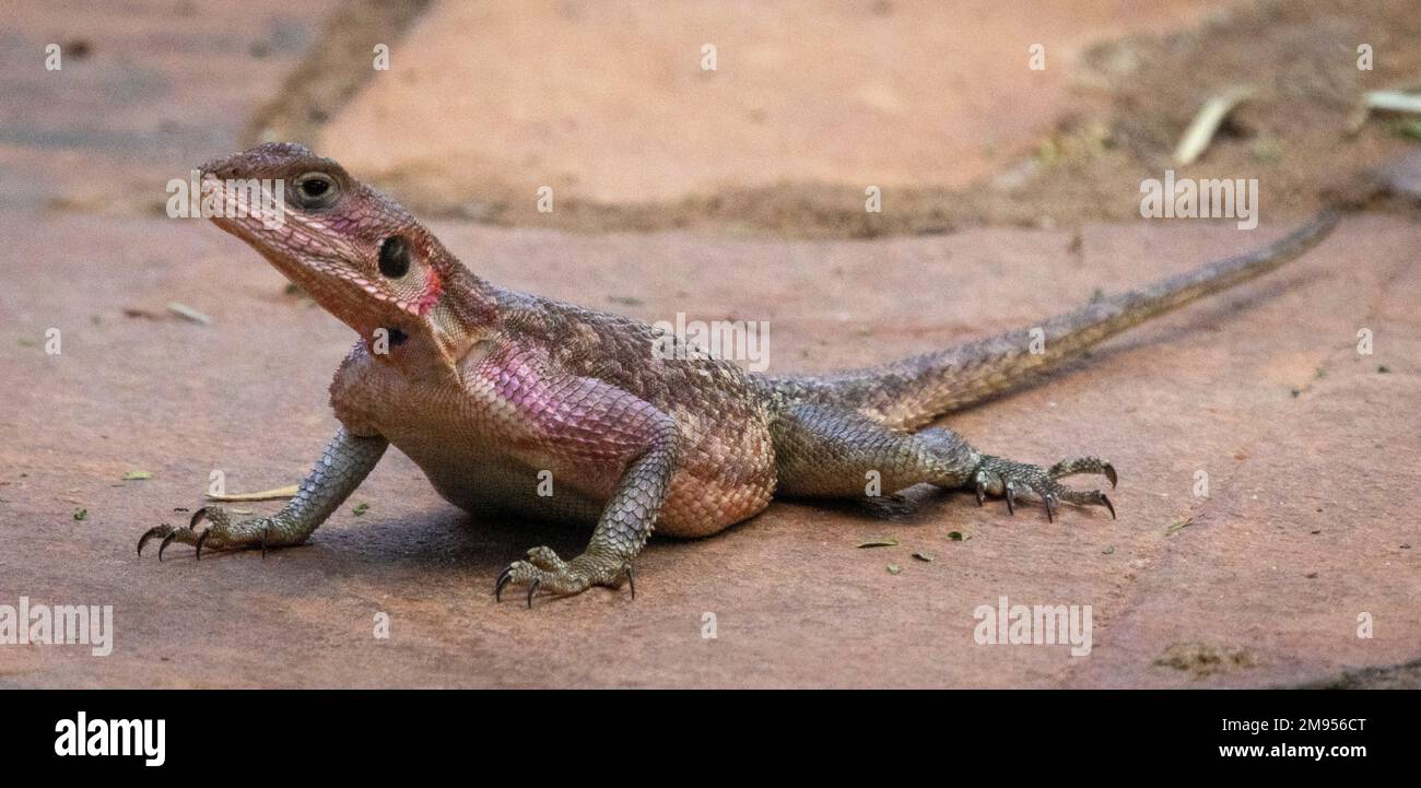 Agama agama agama Banque de photographies et d’images à haute ...