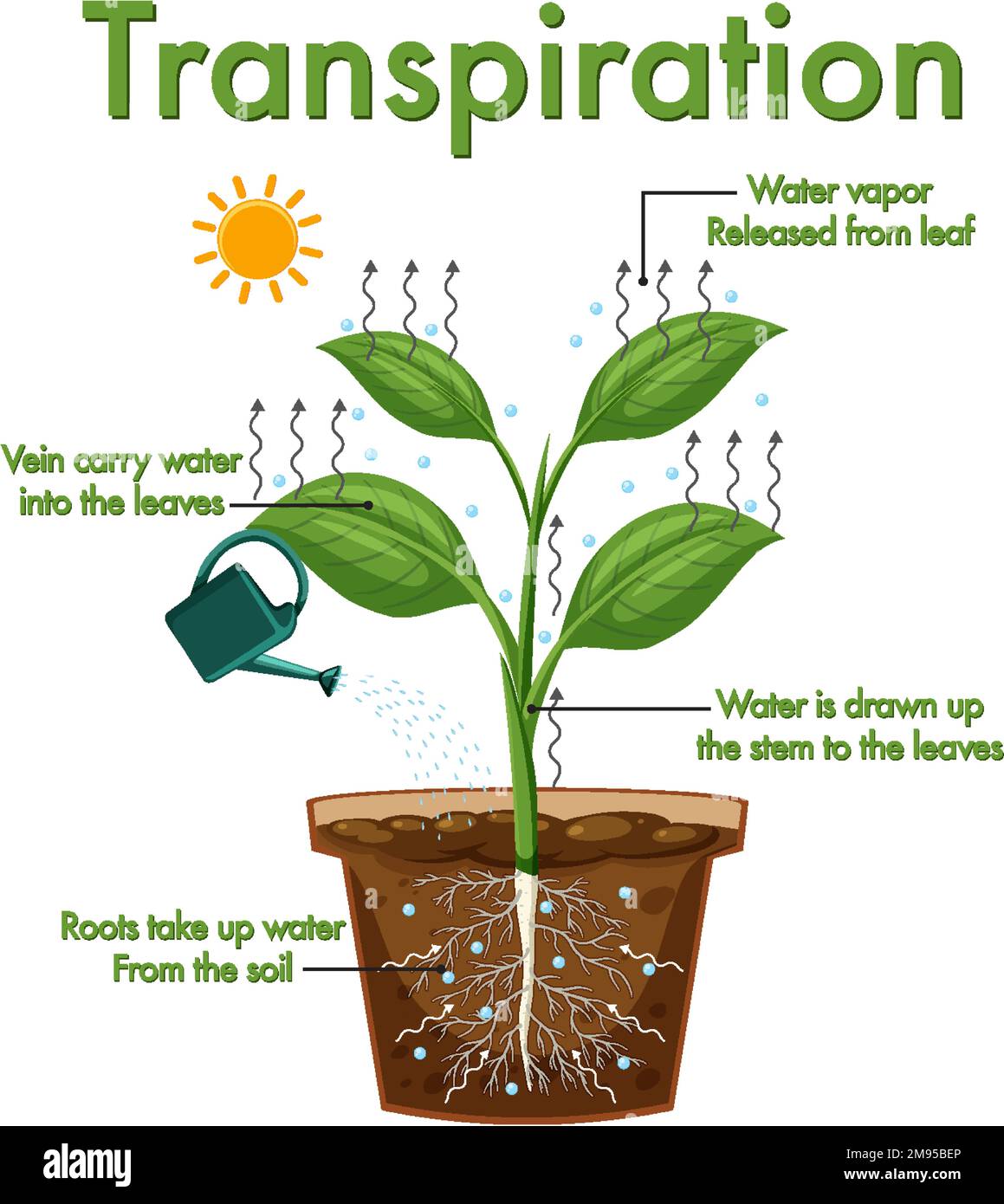 La transpiration des plantes schema Banque de photographies et d’images ...