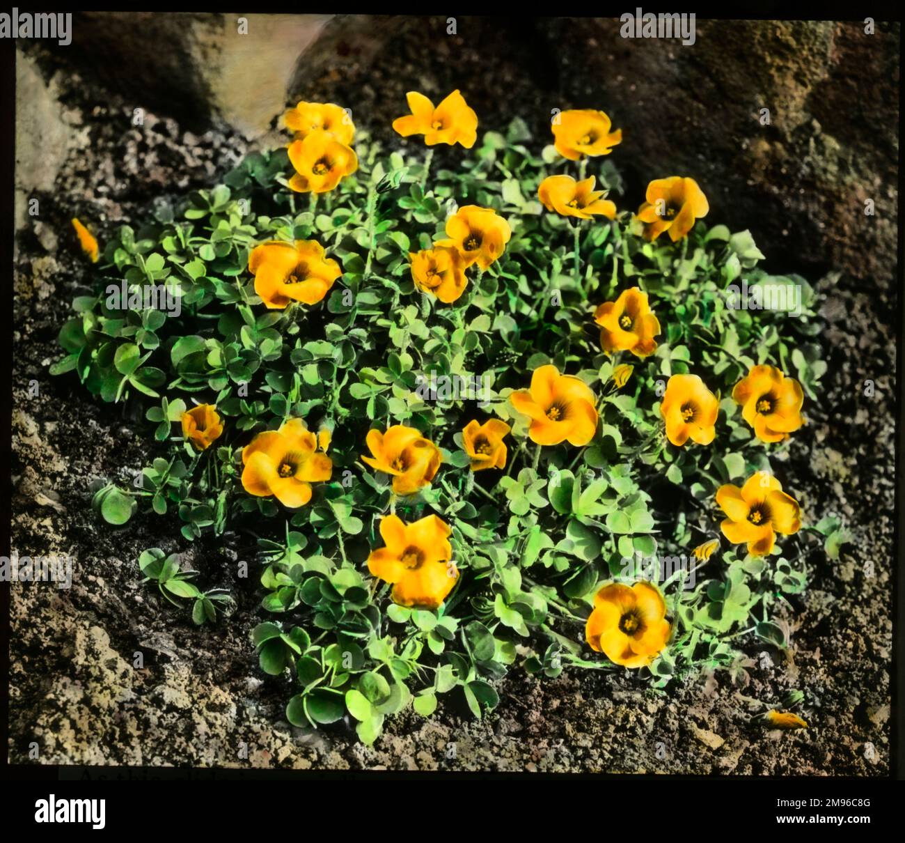 Oxalis lobata Banque de photographies et d’images à haute résolution ...