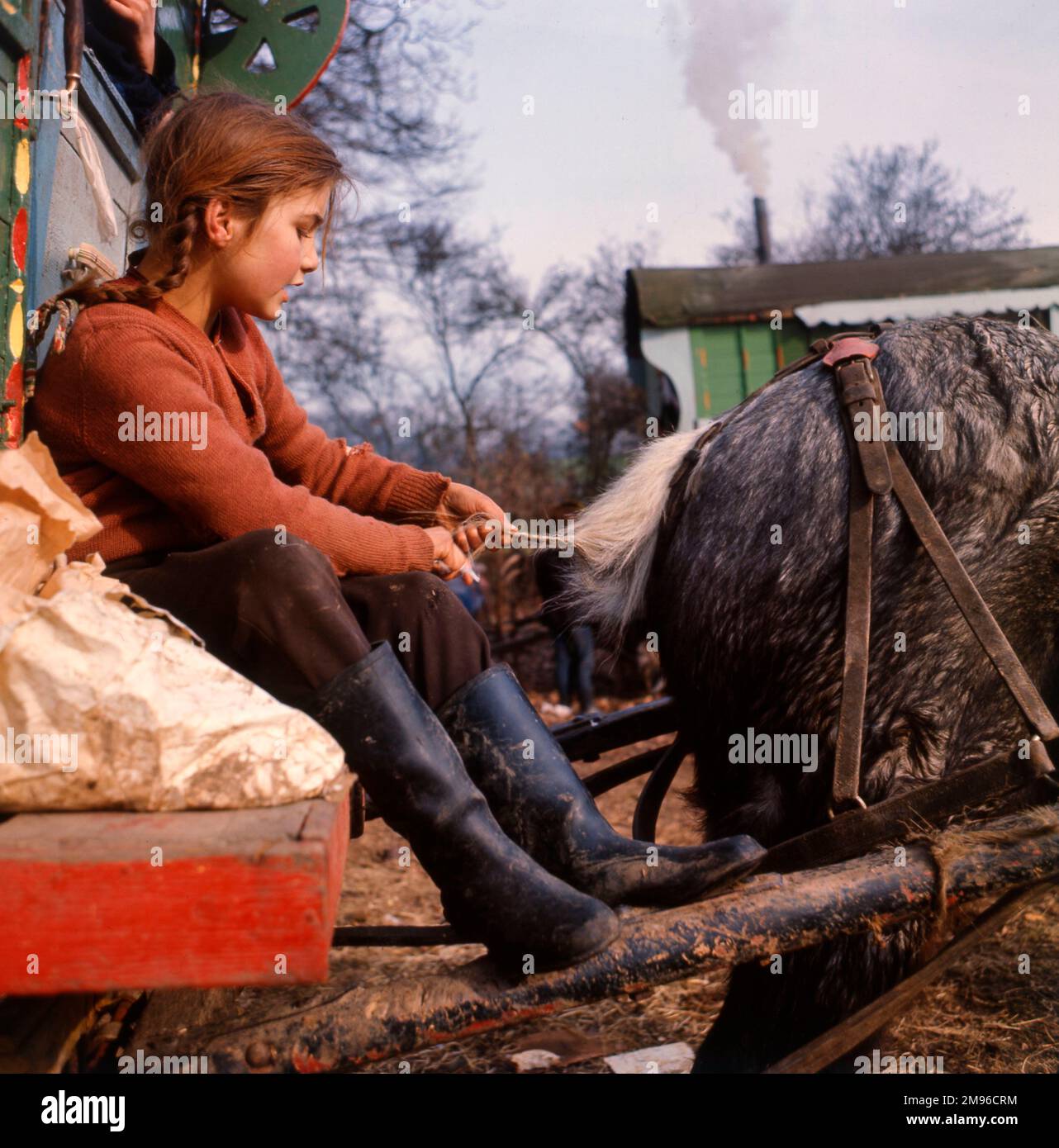 Une fille tzigane qui plaise la queue du cheval de famille alors qu ...
