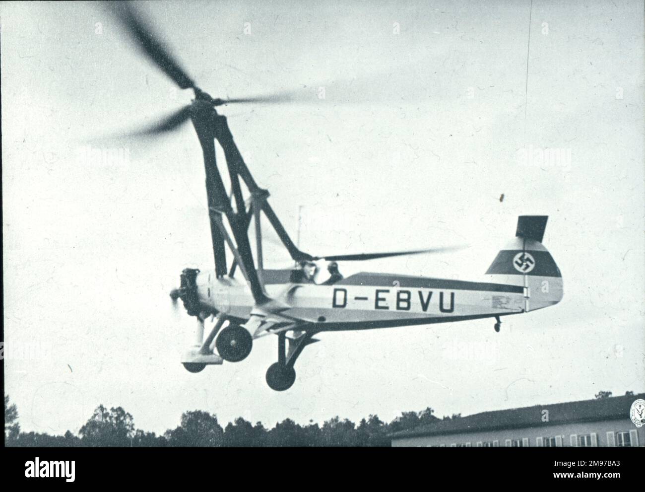 Focke achgelis Banque de photographies et d’images à haute résolution ...