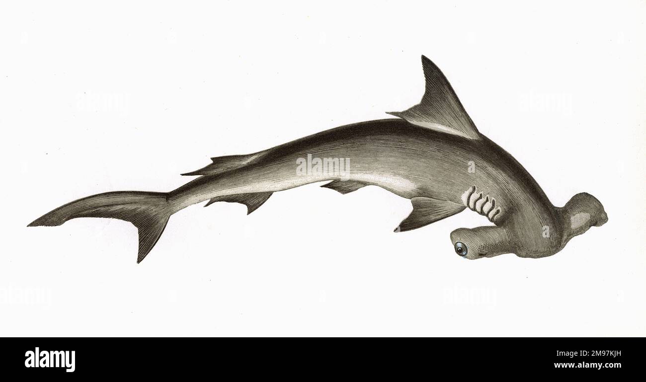 Tête de requin marteau Banque de photographies et d’images à haute ...