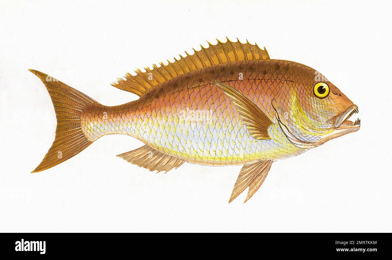 Poissons dentex Banque d'images détourées - Alamy