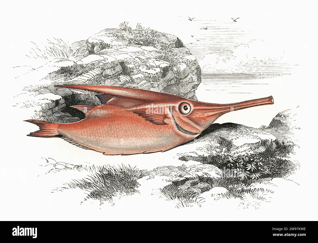 Poisson trompette Banque d'images détourées - Alamy