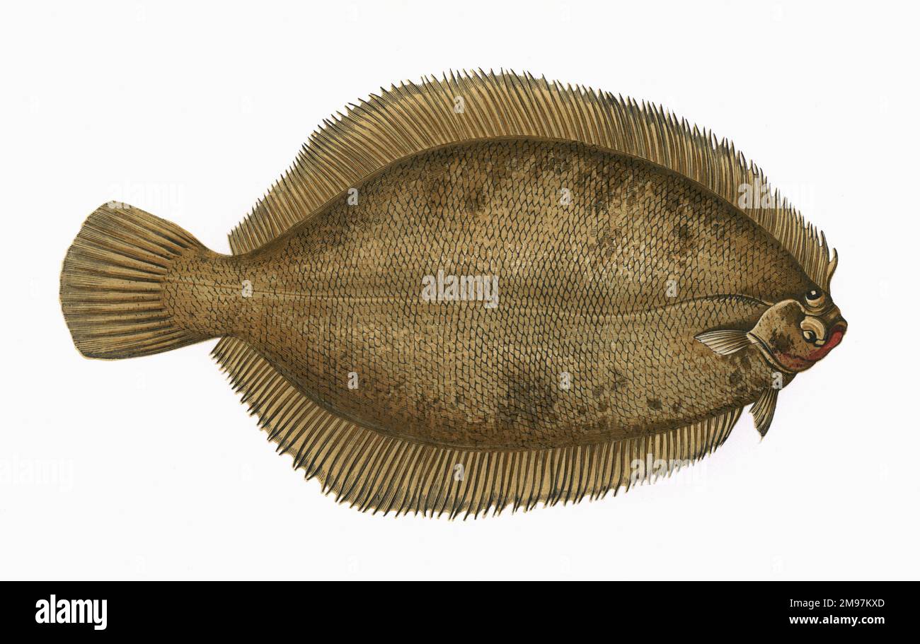 Lemon dab Banque de photographies et d’images à haute résolution - Alamy