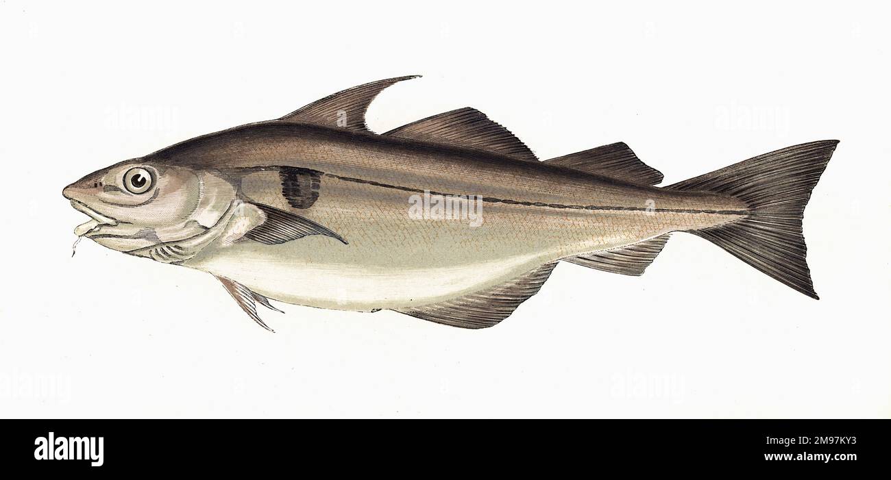 Aiglefin melanogrammus aeglefinus poisson Banque de photographies et d ...