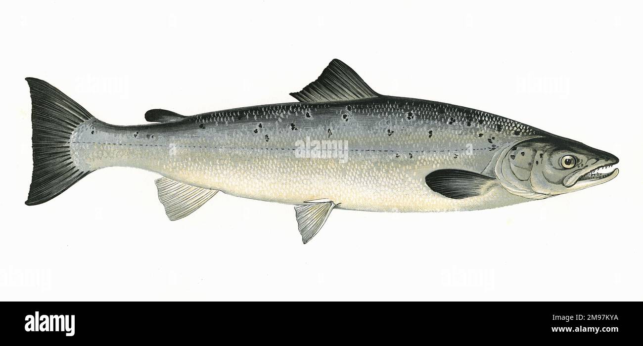 Poisson atlantique Banque d'images détourées - Alamy