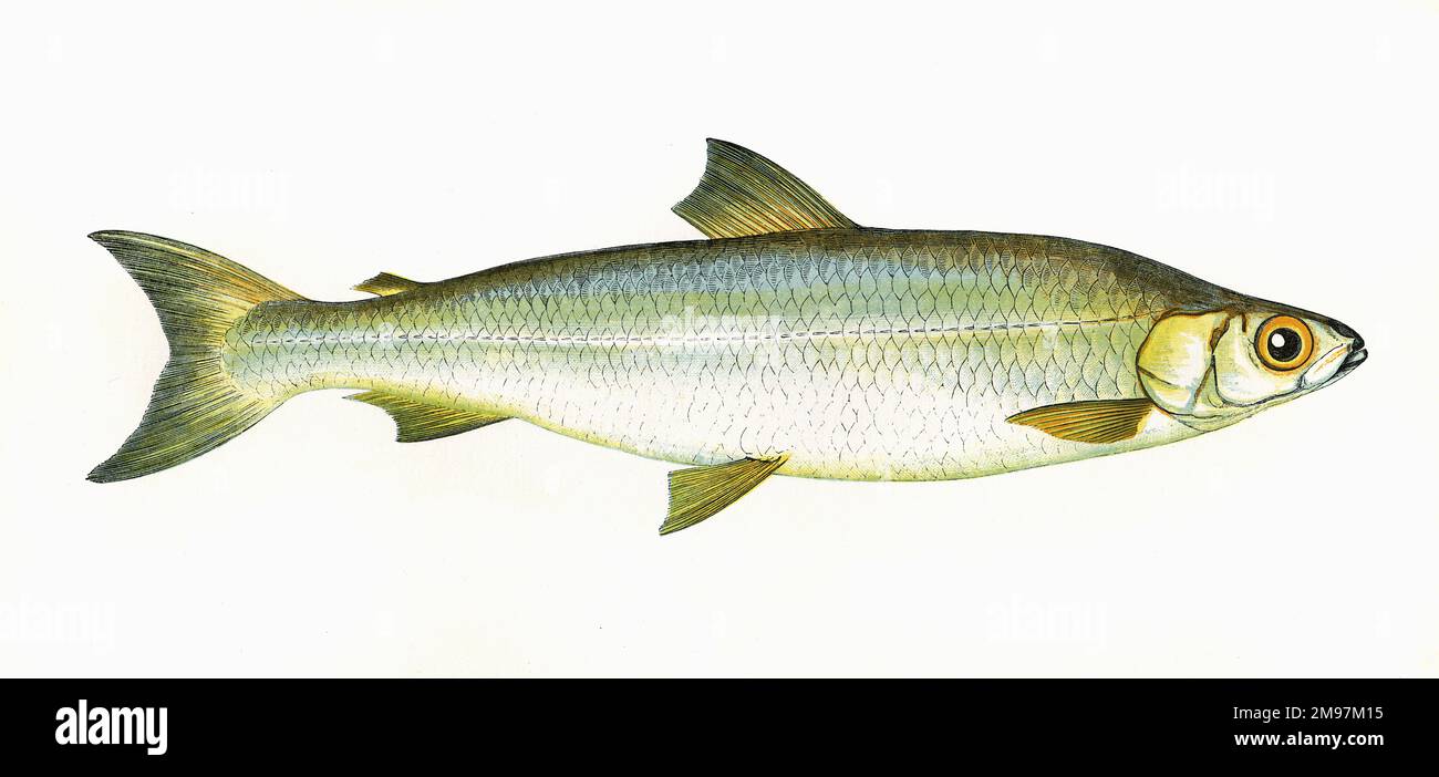 Coregonus pollan, ou Pollan, de la famille des Salmonidae, également ...