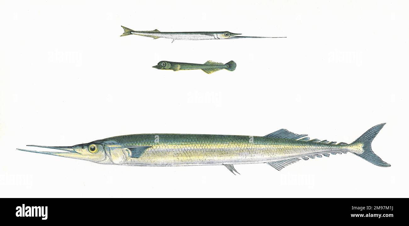 Atlantic saury Banque de photographies et d’images à haute résolution ...