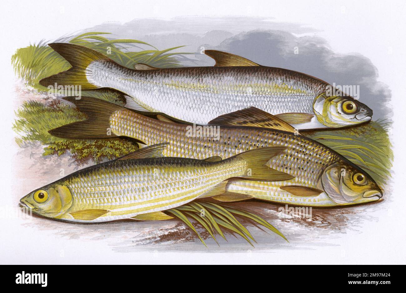 Poisson de vendace coregonus vandesius Banque de photographies et d ...