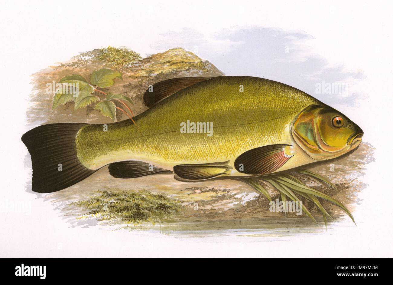 Golden tench Banque de photographies et d’images à haute résolution - Alamy