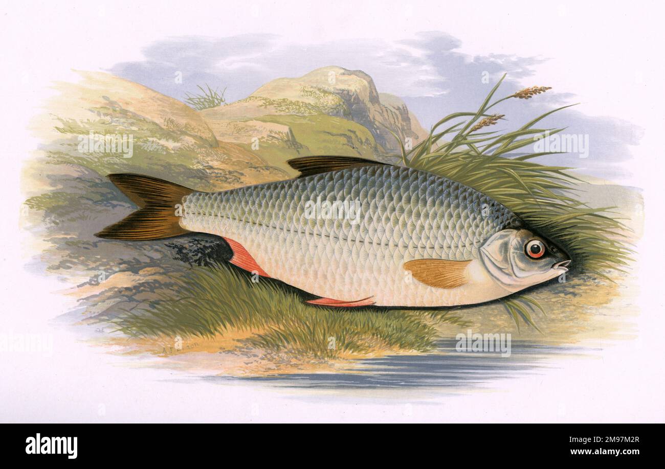 Rutilus rutilus fish Banque de photographies et d’images à haute ...