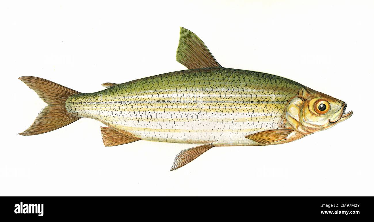 Poisson de vendace coregonus vandesius Banque de photographies et d ...