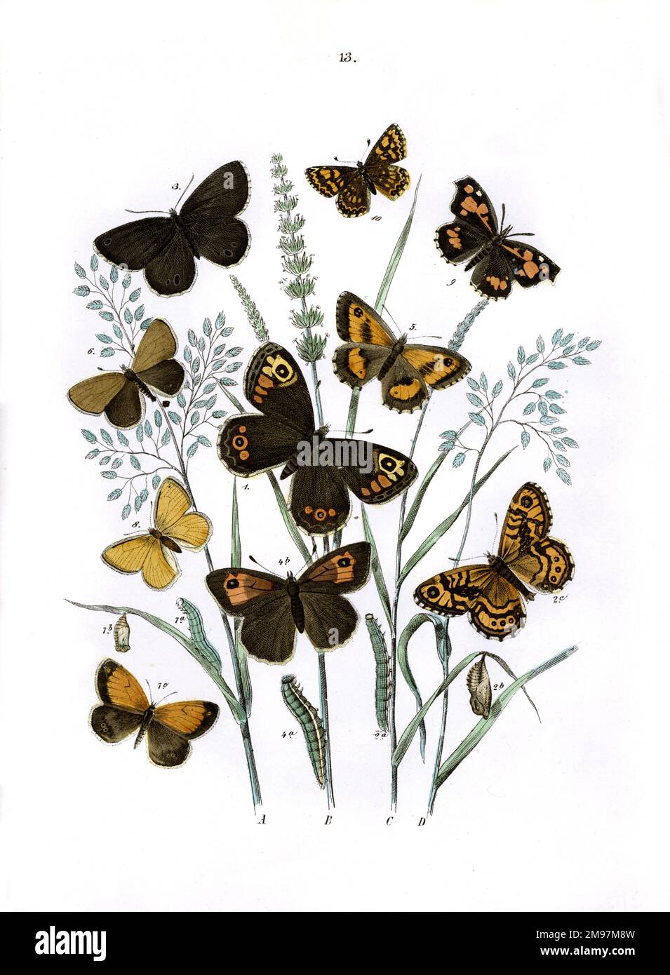 Libytheidae Banque de photographies et d’images à haute résolution - Alamy