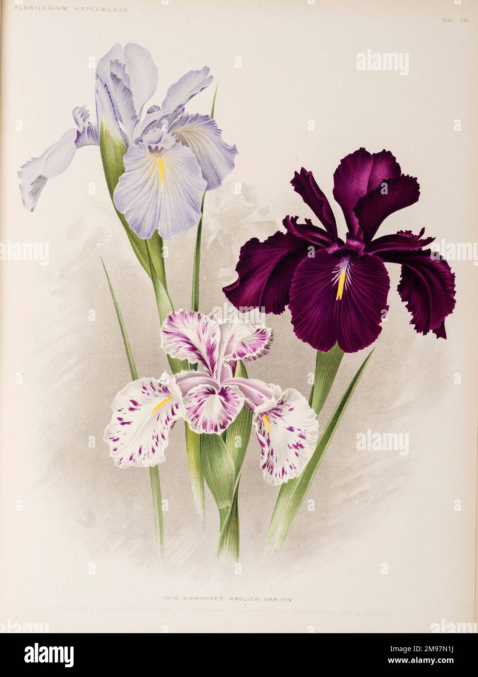 Iris xiphioides Banque de photographies et d’images à haute résolution ...