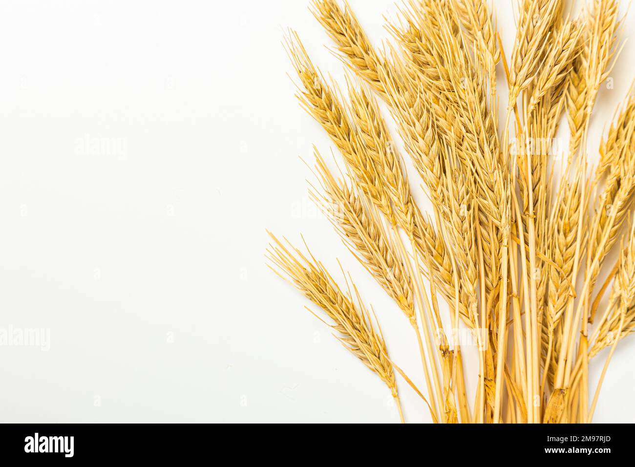 Graines de blé mûr sur fond blanc. Une culture entière de germe de blé ...