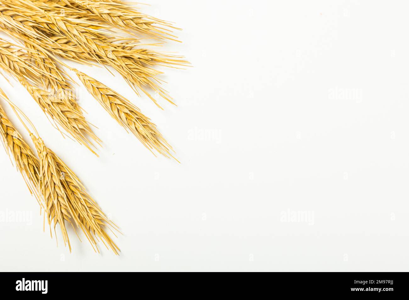 Graines de blé mûr sur fond blanc. Une culture entière de germe de blé ...