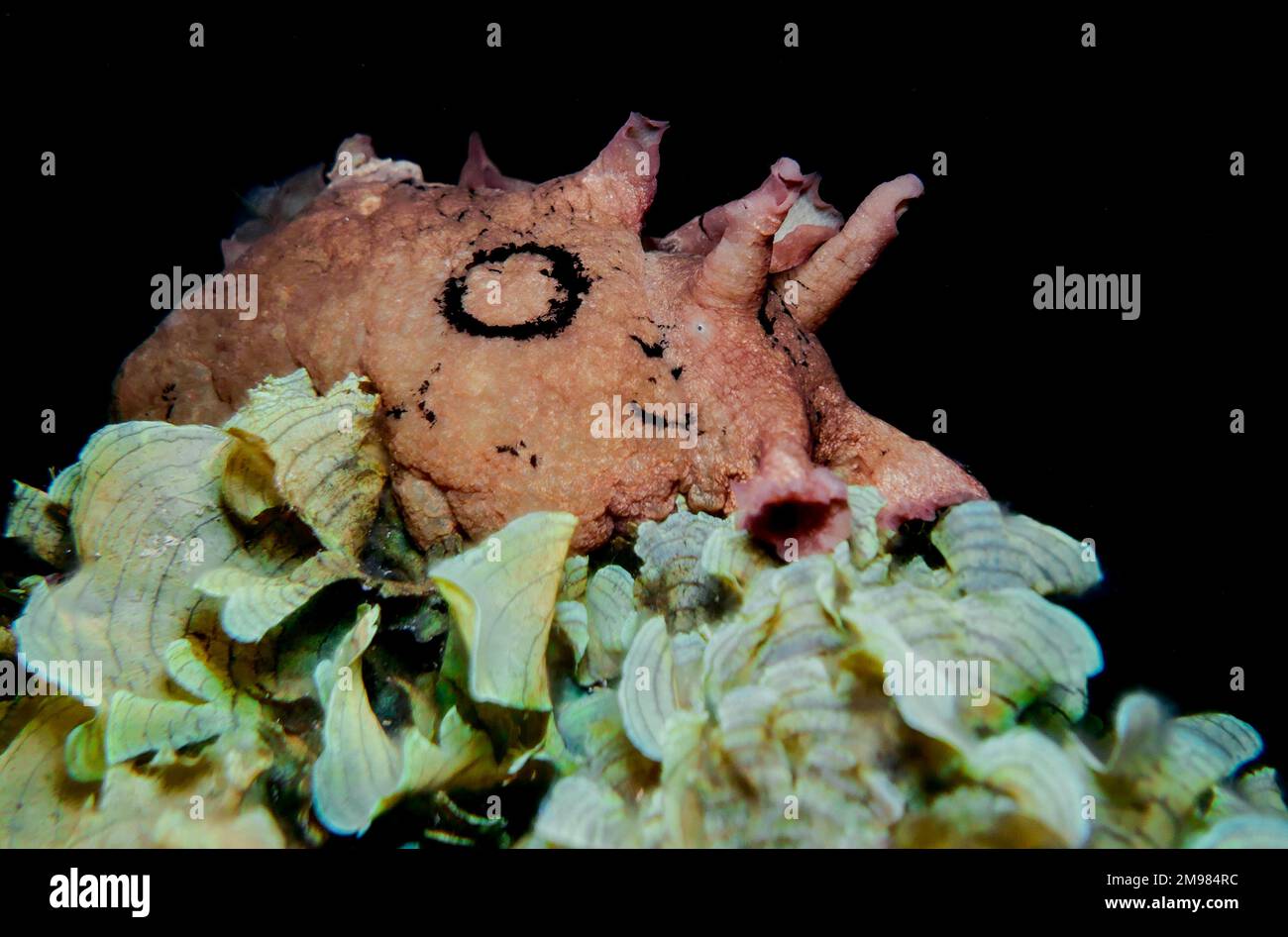 Lièvre de mer noire atlantique Banque de photographies et d’images à ...