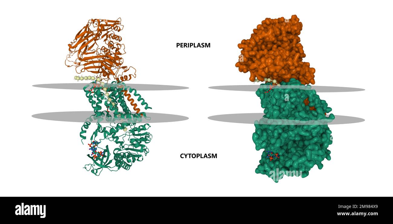 Structure de la cellulose synthase bactérienne liée au di-GMP cyclique ...