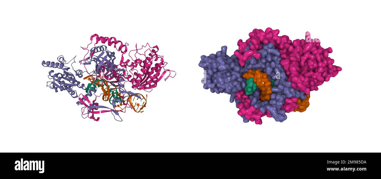 Structure de l'hétérodimère Ku lié à l'ADN. 3D modèles de dessin animé ...