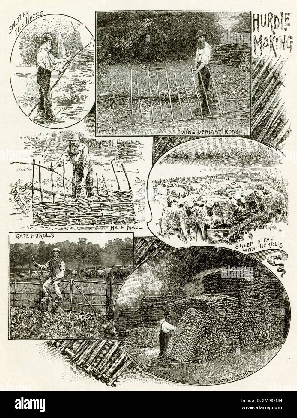 Hurdle making Banque de photographies et d’images à haute résolution ...