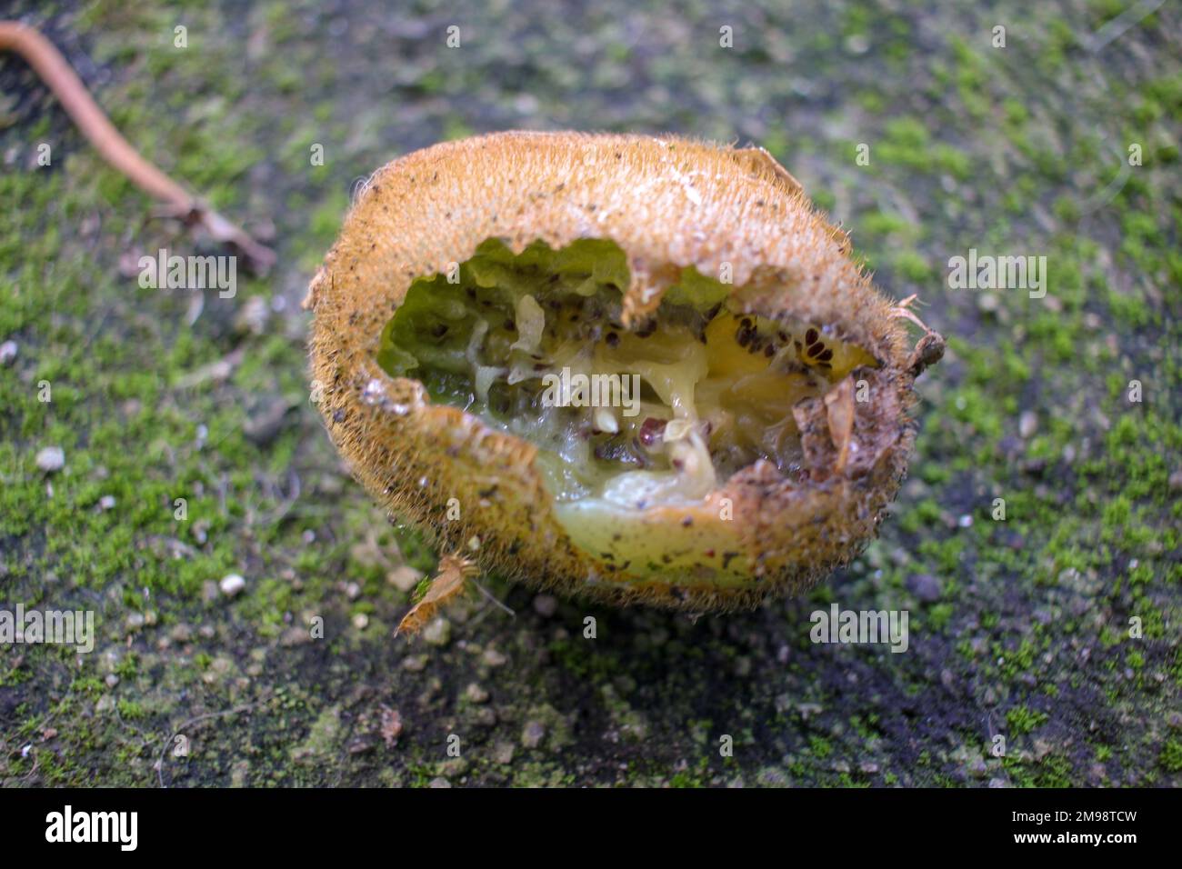 Decomposing fruit Banque de photographies et d’images à haute ...
