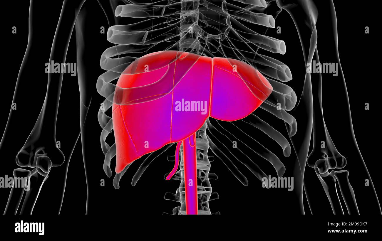 Anatomie humaine organes internes anatomie du foie pour le concept ...