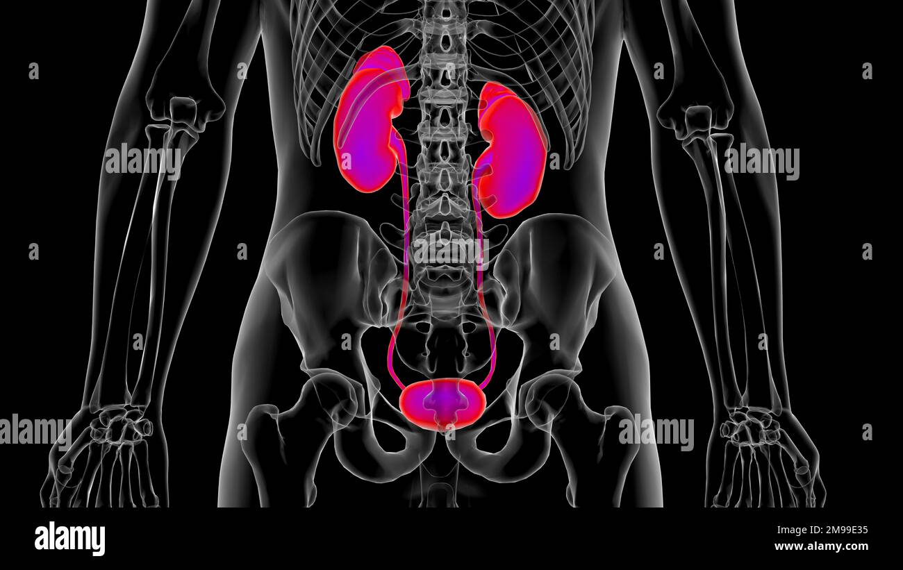 Anatomie du rein humain pour l'illustration du concept médical 3D Photo ...