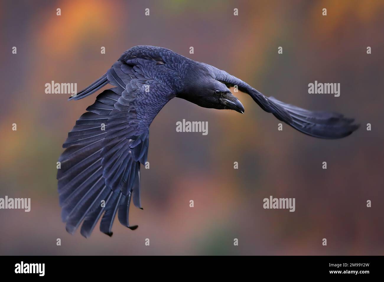 Corbeau commun, corvus corax, volant au-dessus de la forêt en automne ...