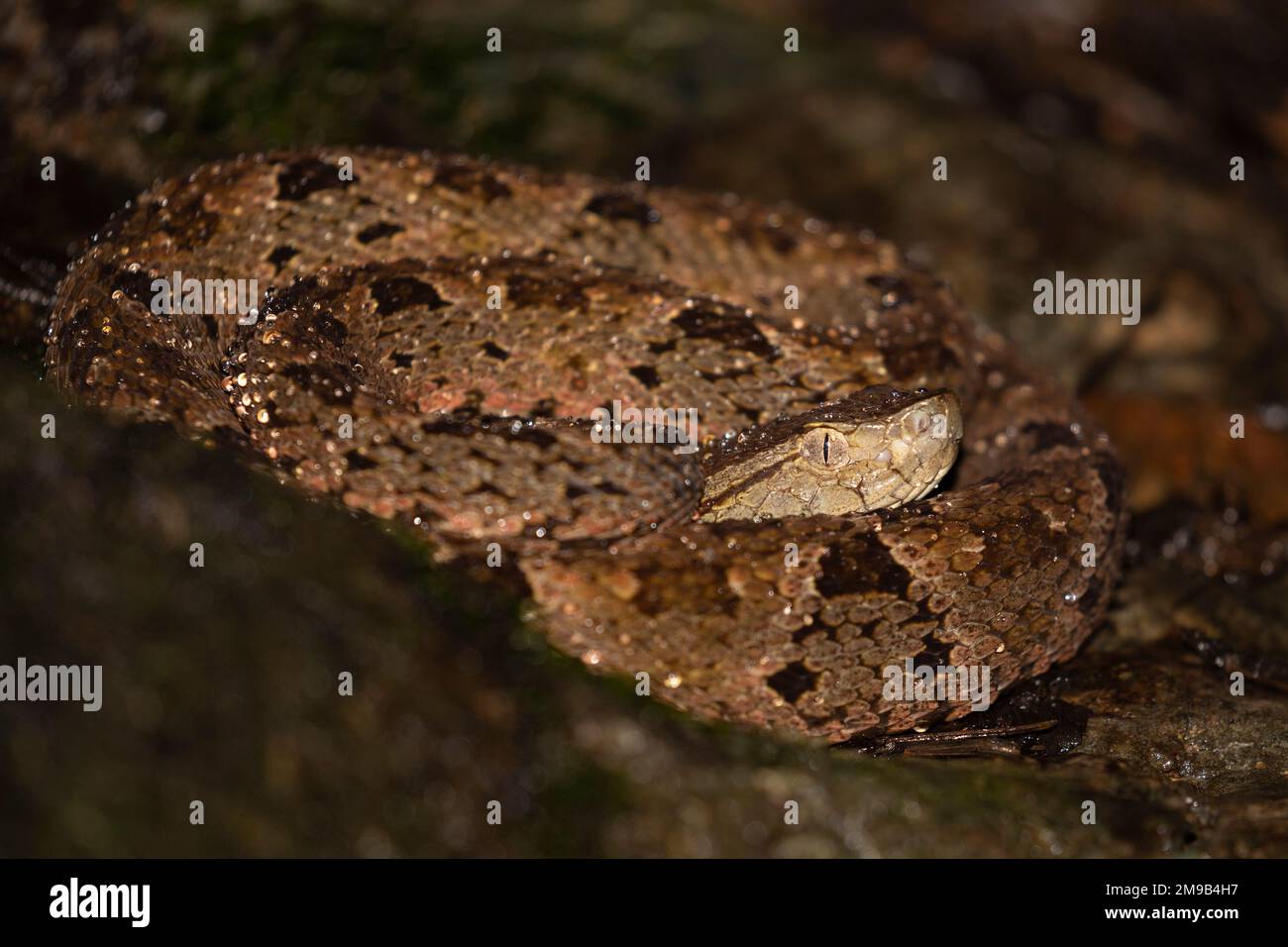 Pit viper bothrops asper Banque de photographies et d’images à haute ...