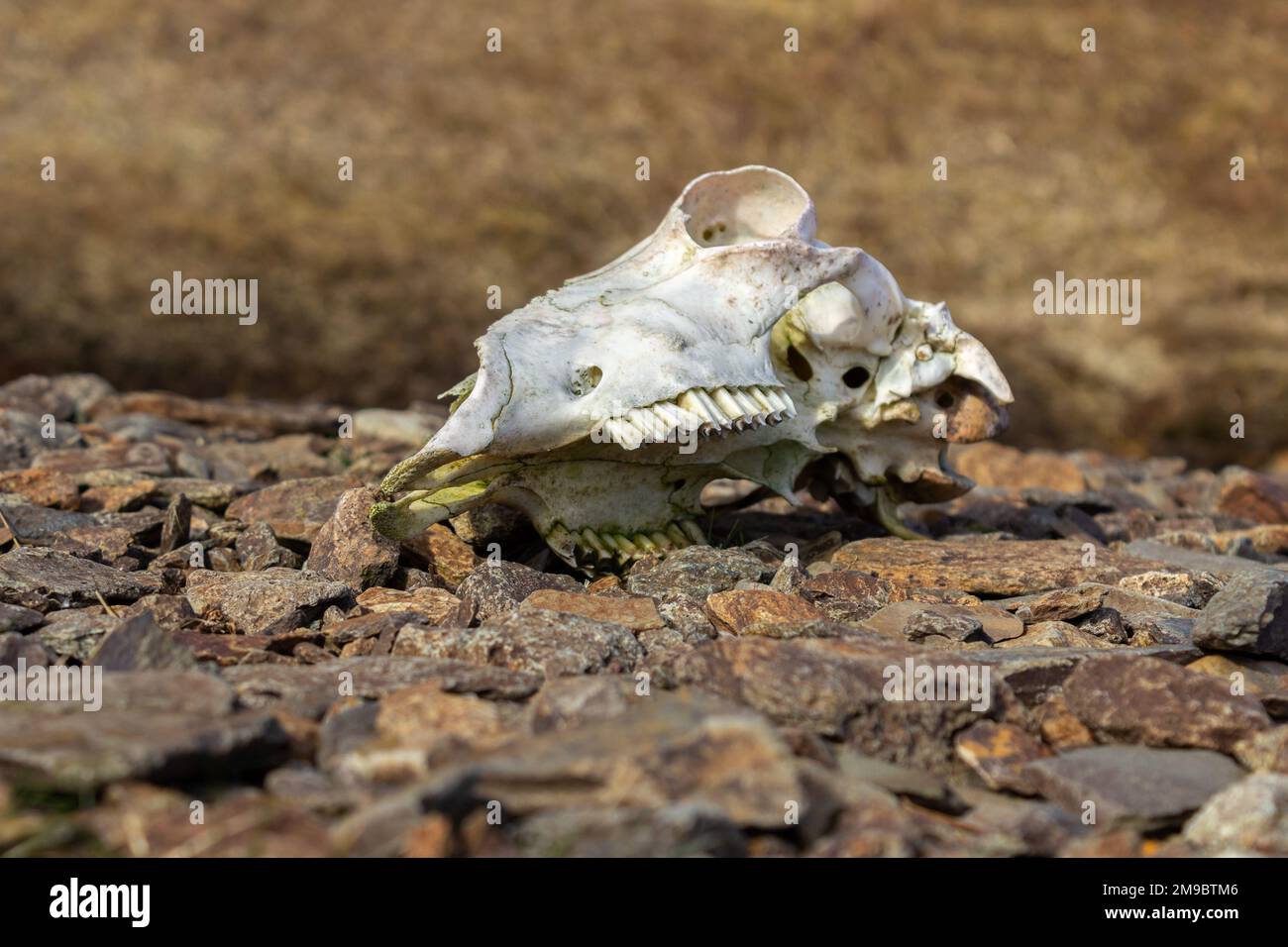 Crâne herbivore et carnivore Banque de photographies et d’images à ...