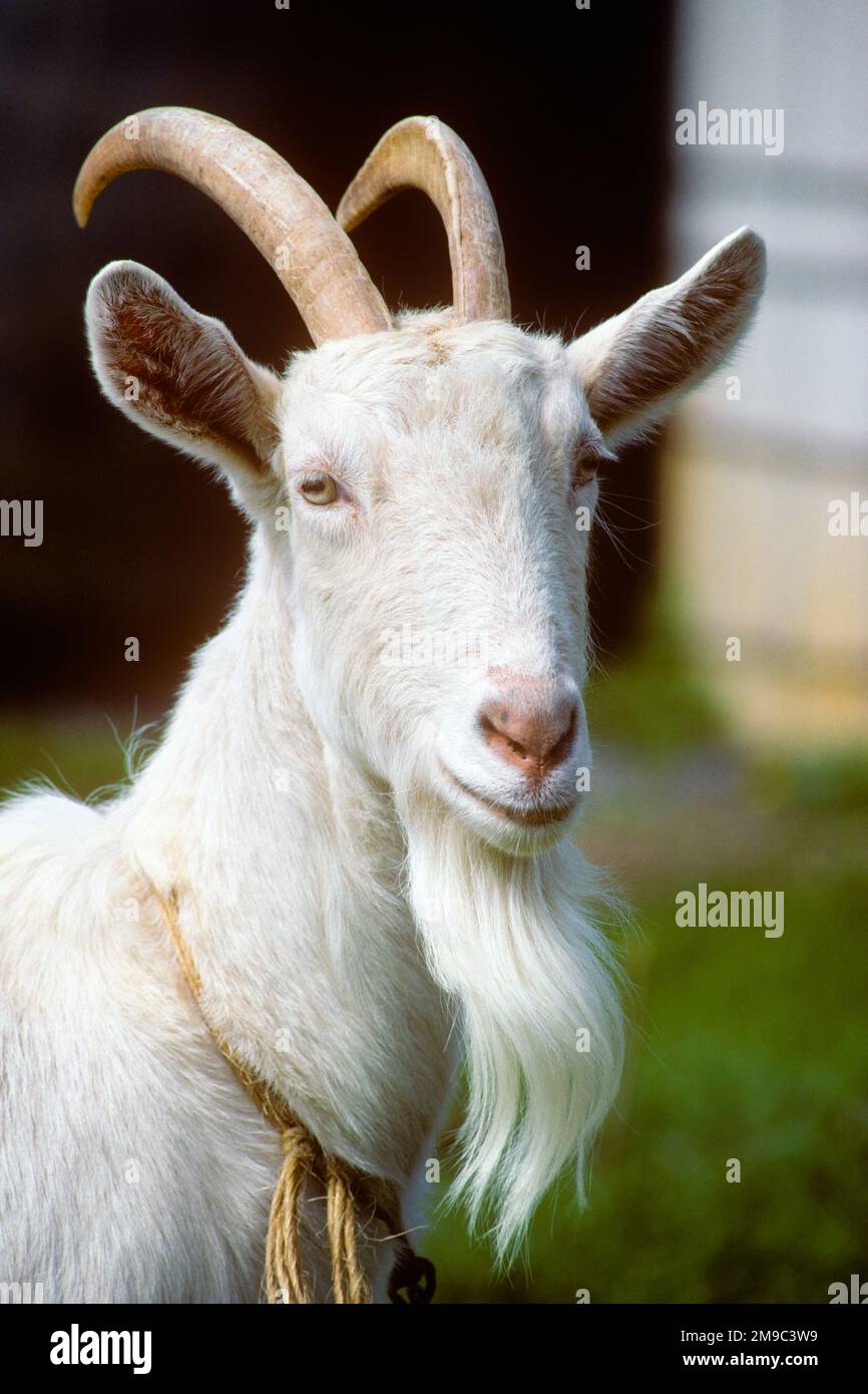 1980S RACE DE CHÈVRE BLANC DOMESTIQUE SAANEN DE LA RÉGION DE SAANENTAL ...