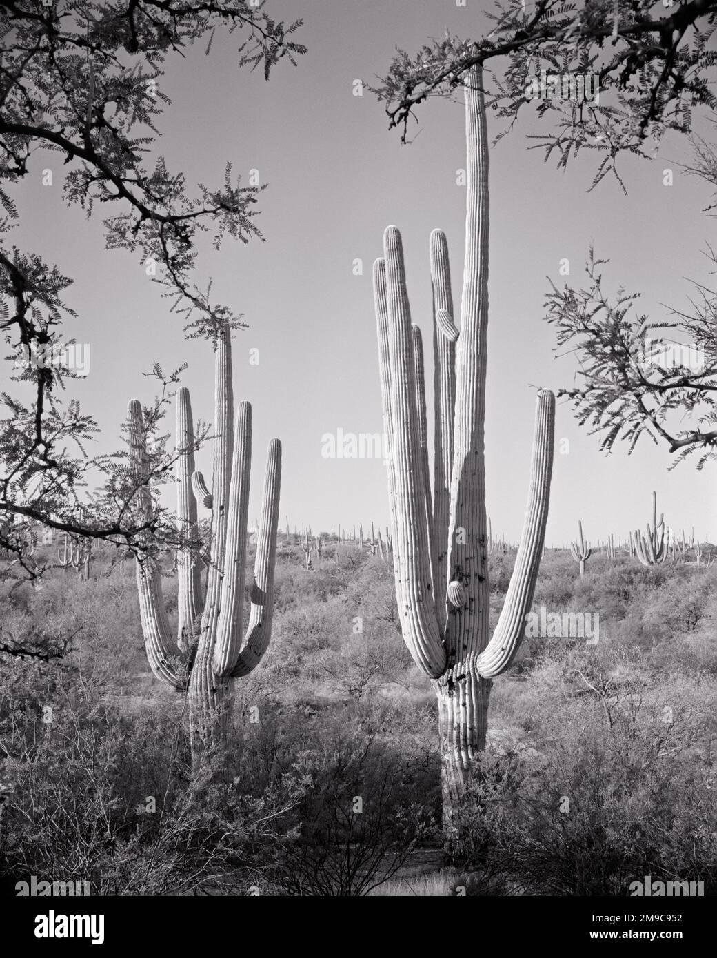 1970S GÉANT SAGUARO CACTUS CARNEGIEA GIGANTEA SONORAN DESERT ARIZONA ...