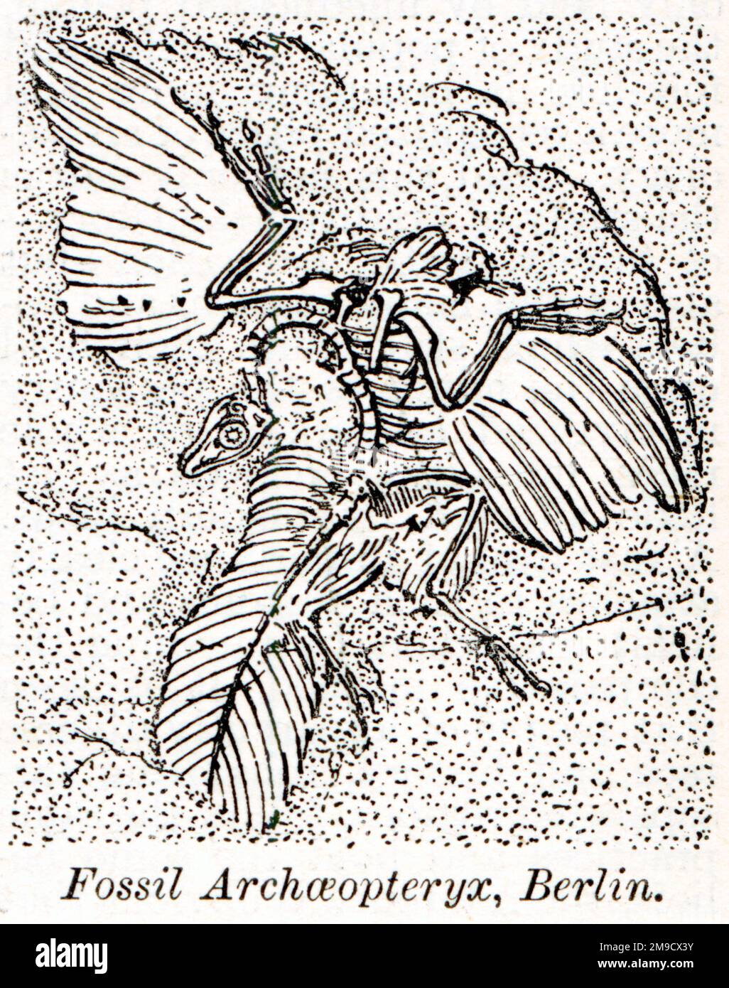 Bird fossil Banque de photographies et d’images à haute résolution - Alamy