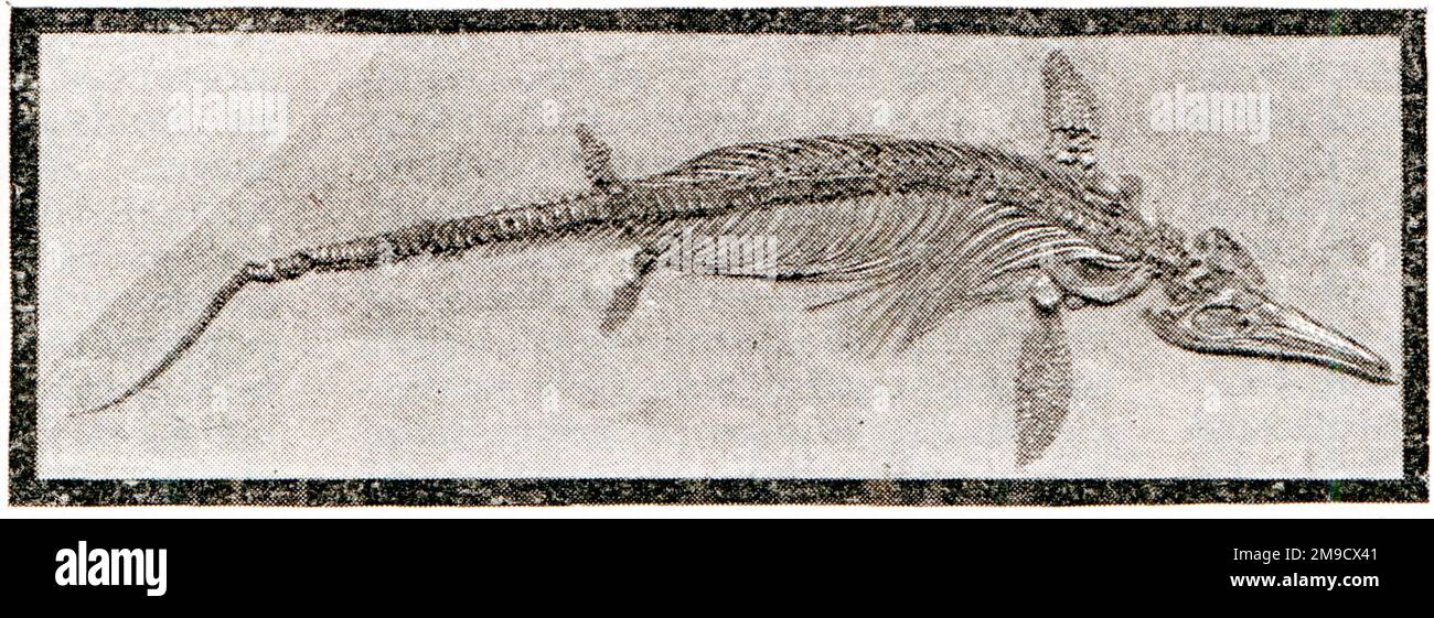 Fossile de reptile Banque de photographies et d’images à haute ...