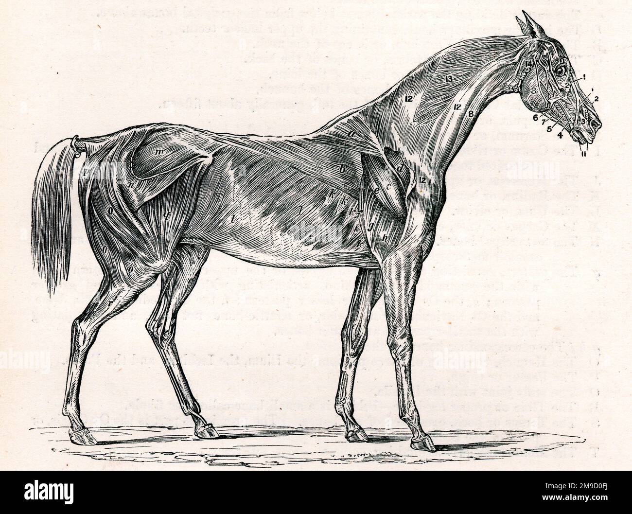 Les muscles du cheval Banque de photographies et d’images à haute ...