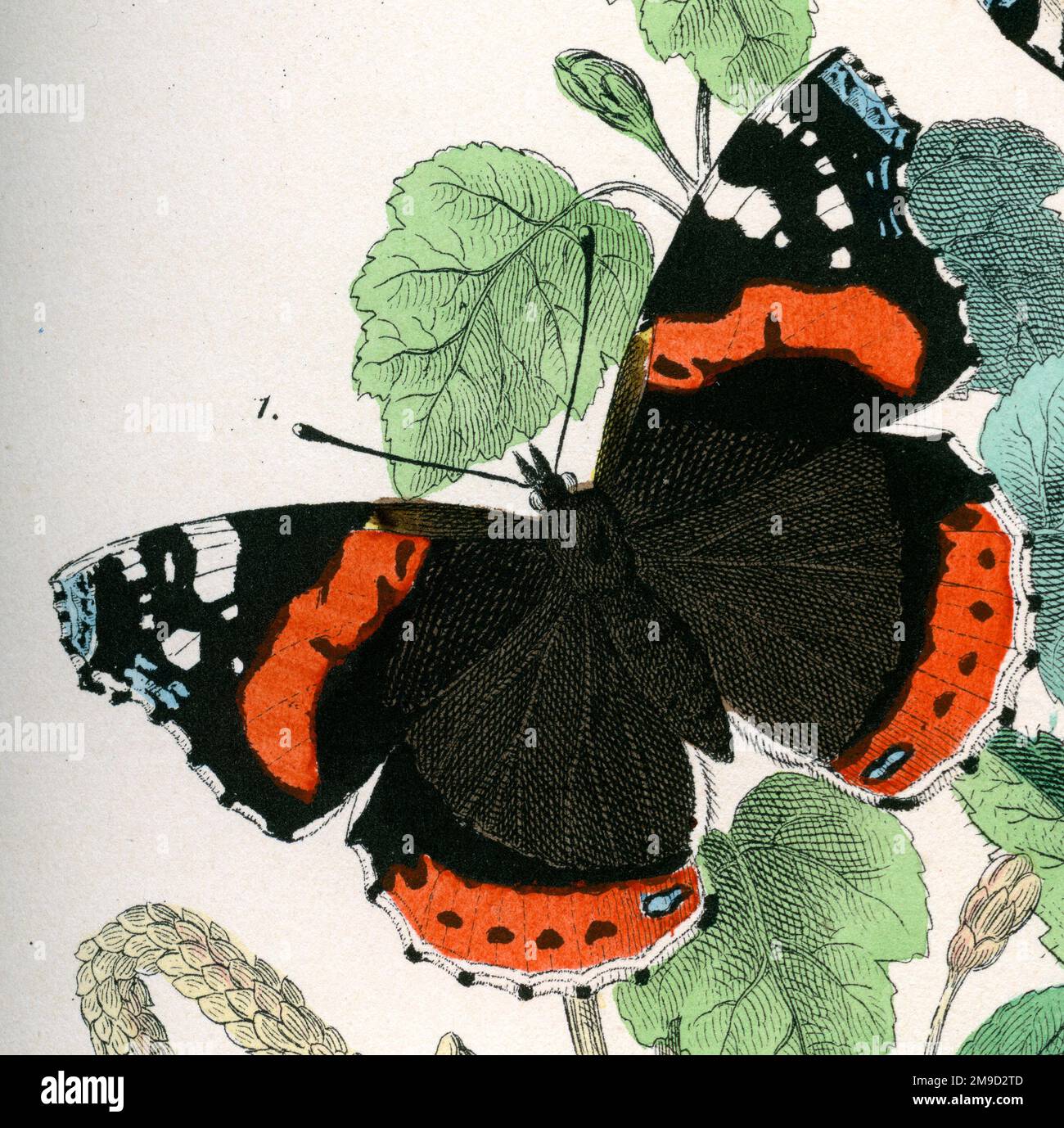 Papillon amiral Banque de photographies et d’images à haute résolution ...