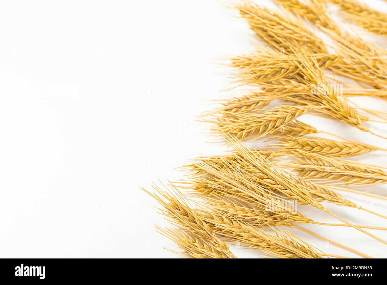 Graines de blé mûr sur fond blanc. Une culture entière de germe de blé ...