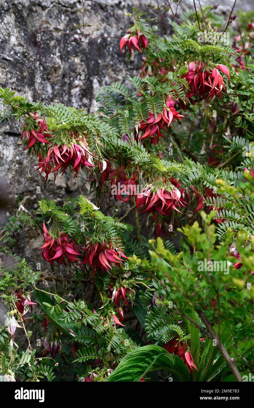 Clianthus puniceus roseus Banque de photographies et d’images à haute ...