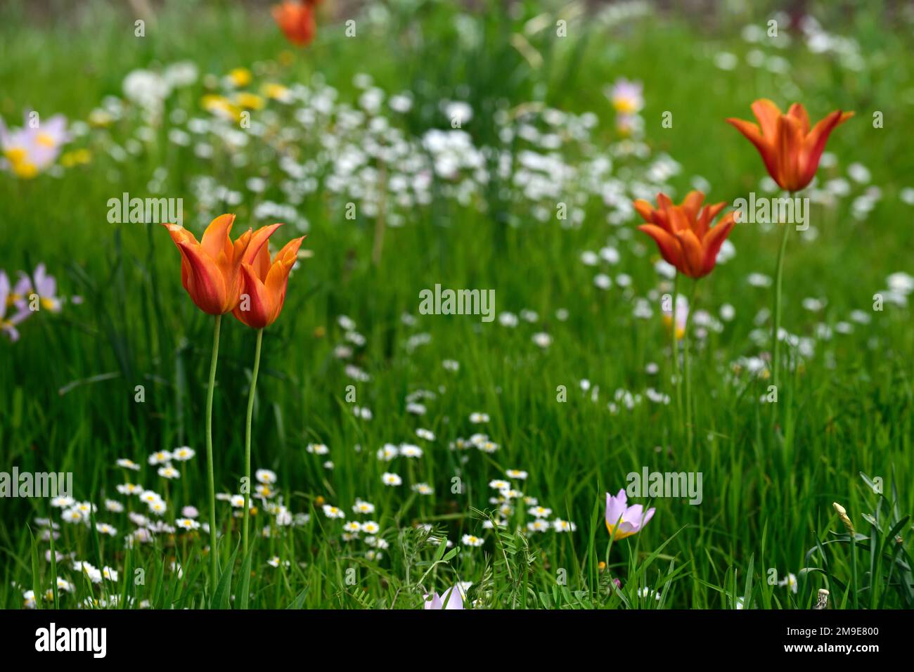 Tulipes poussant dans la loi Banque de photographies et d’images à ...