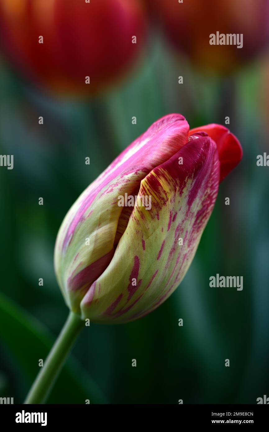 Tulipa Saskia,Tulipa Saskia rembrandt,Florist anglais tulipe,casse ...