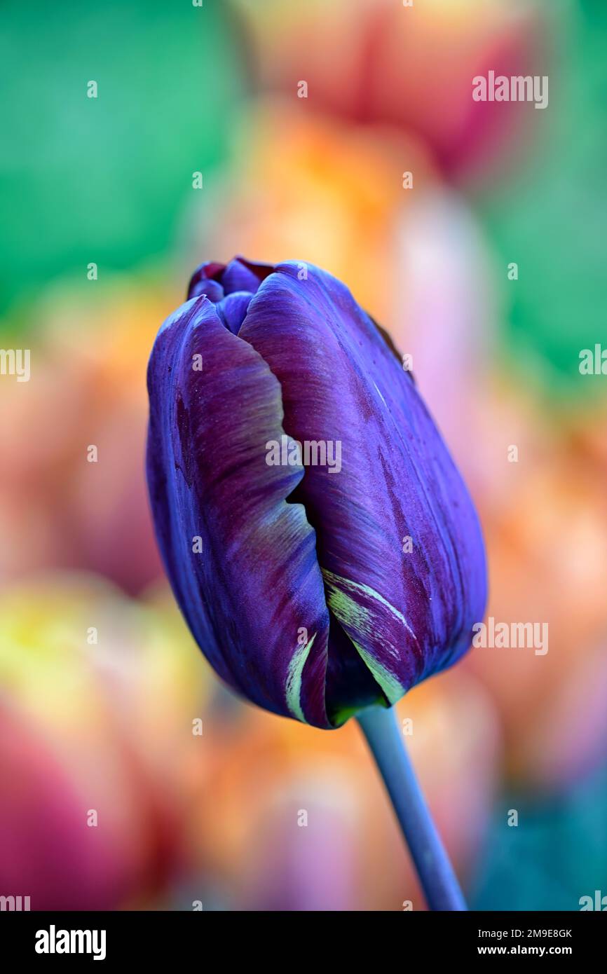 Tulipe absalon Banque de photographies et d’images à haute résolution ...