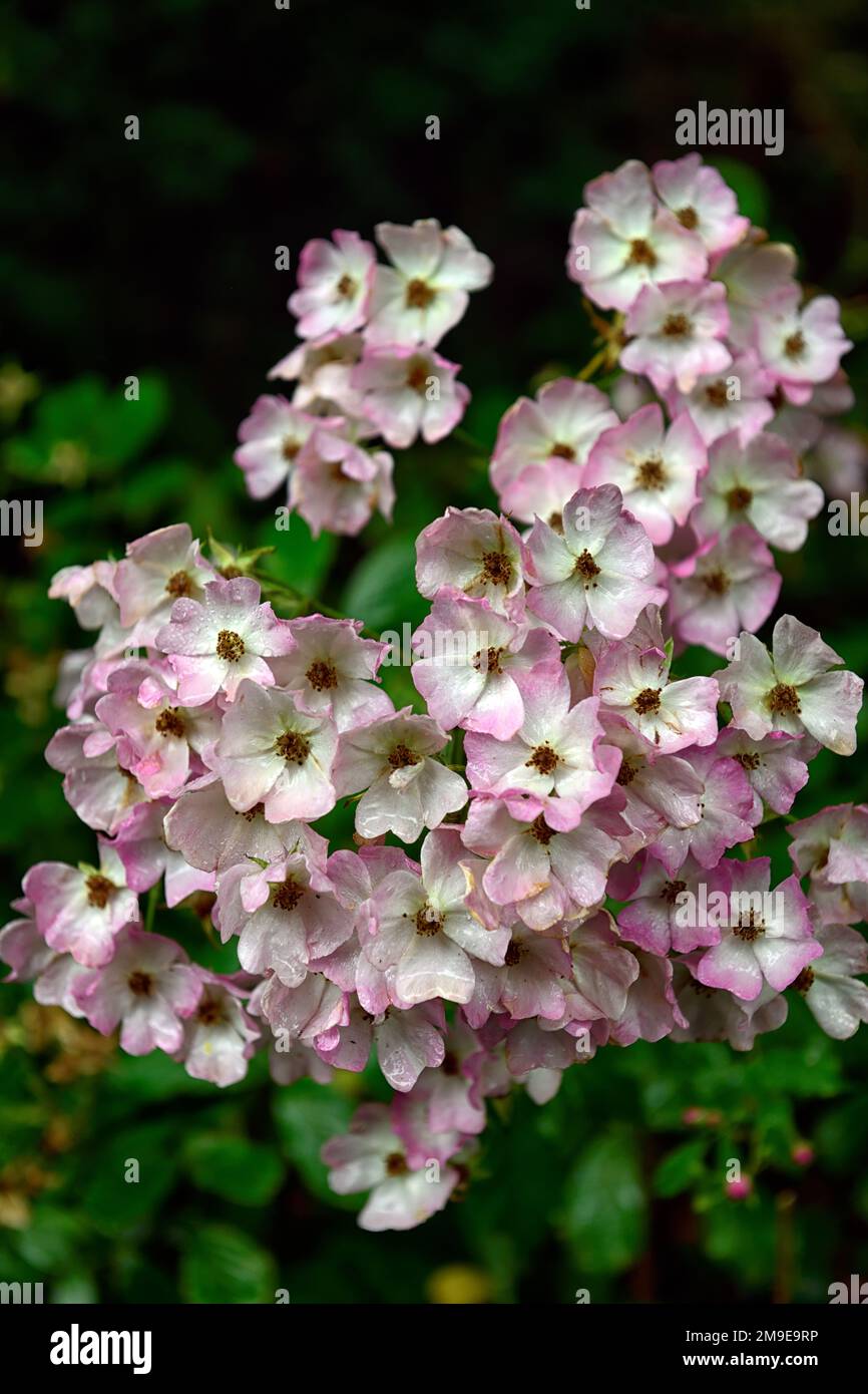 Fleurs roses simples blanches rougies roses Banque de photographies et ...