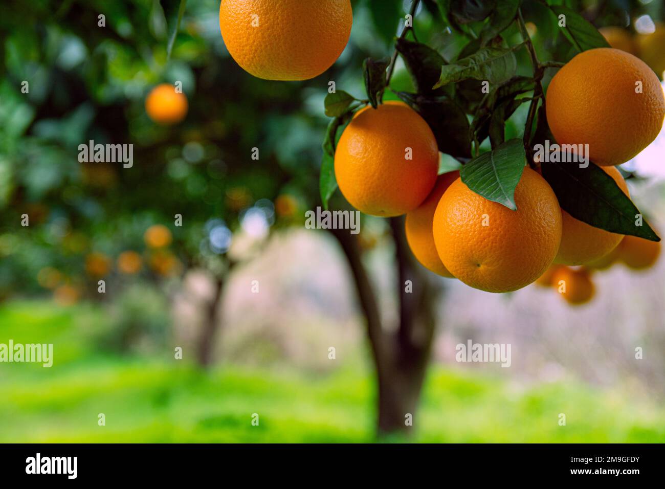 Jardin d'orange et oranges mûres sur les branches des arbres. De beaux ...